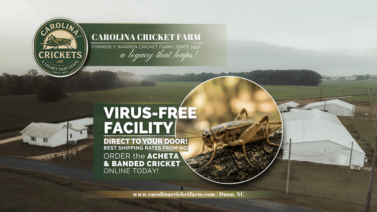 From Farm to Enclosure: How Bio-Secure, Virus-Free Crickets Protect Yo ...