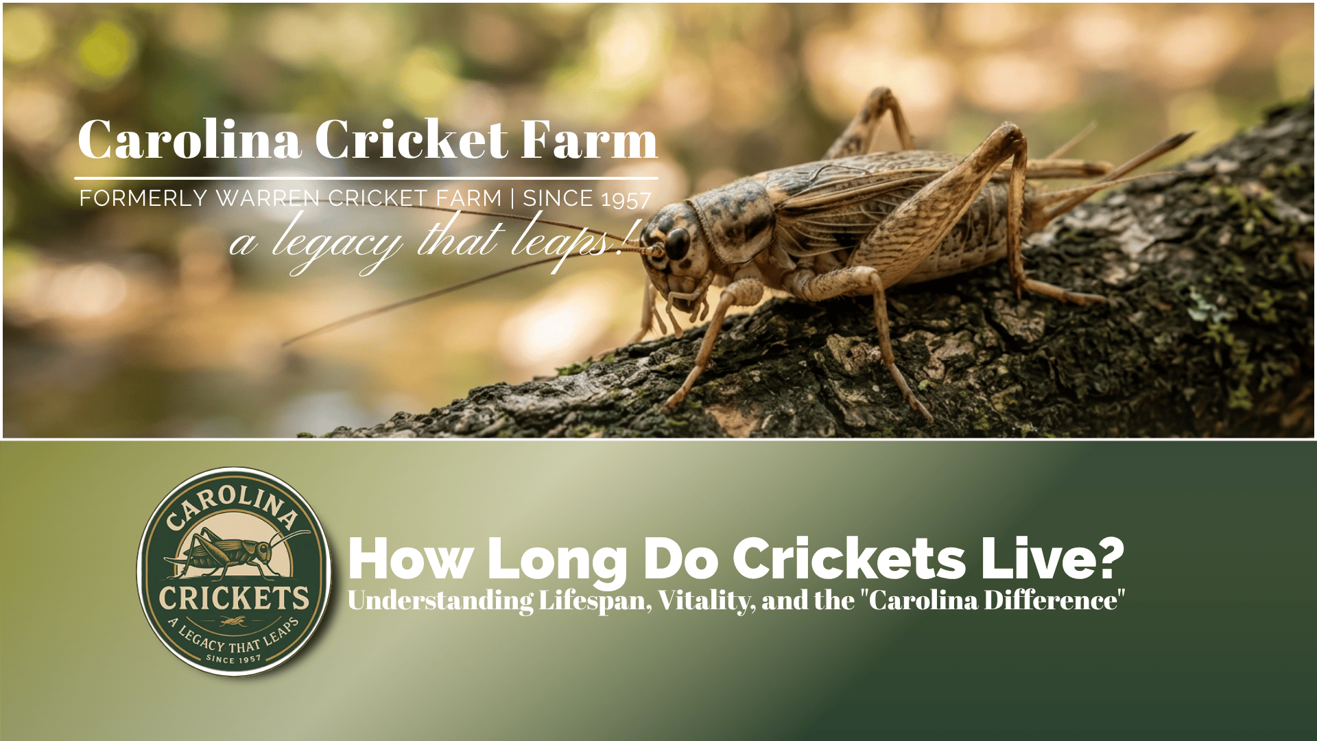 Carolina Crickets | Live Crickets for Sale - Bulk & Wholesale NC