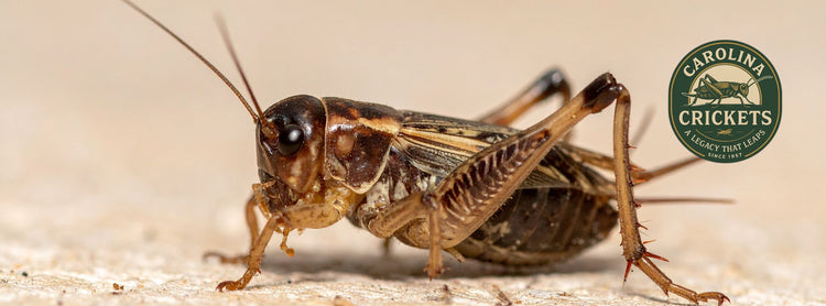 Carolina Crickets | Live Crickets for Sale - Bulk & Wholesale NC