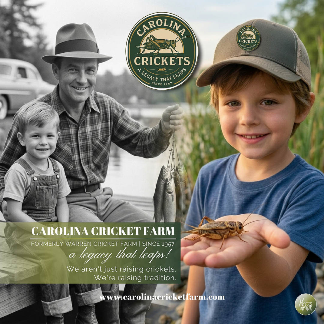 Carolina Crickets | Live Crickets for Sale - Bulk & Wholesale NC