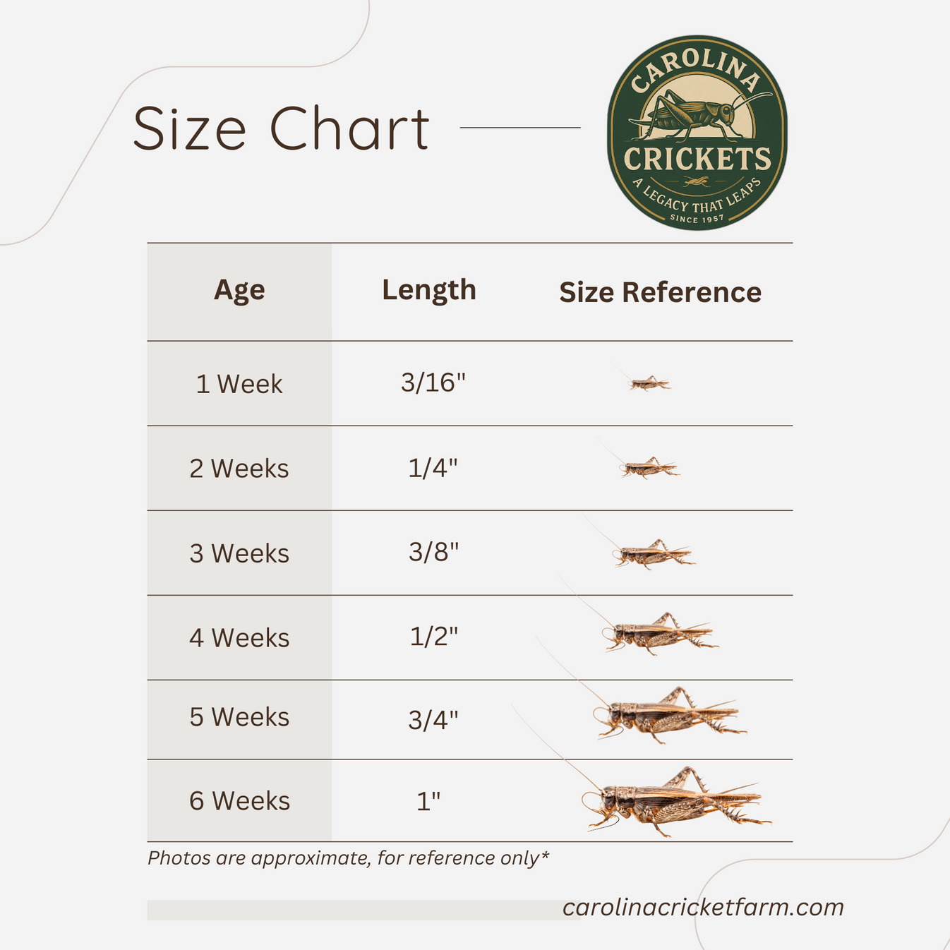 Carolina Crickets | Live Crickets for Sale - Bulk & Wholesale NC